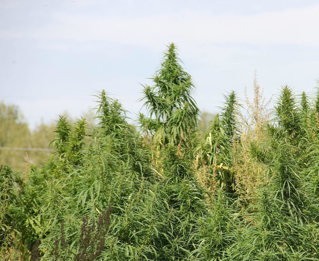 Siberian 2 – Kwik Seeds