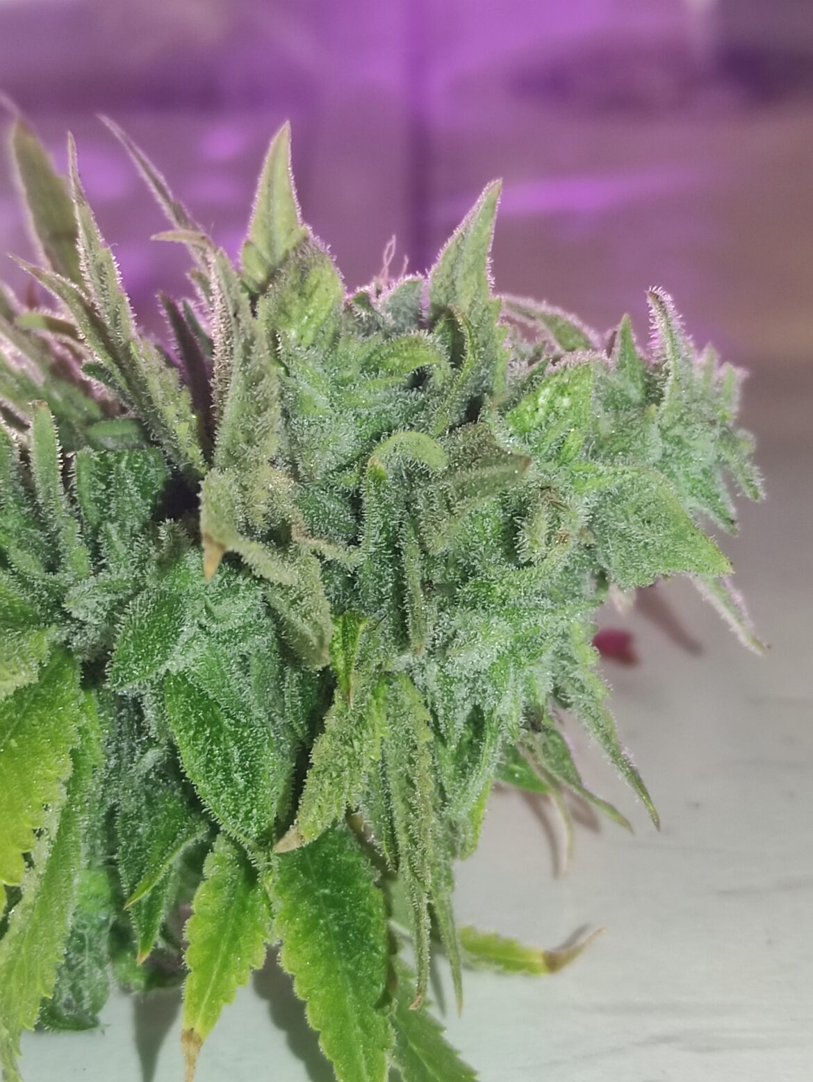 MAC 1 x Freakshow – Kwik Seeds
