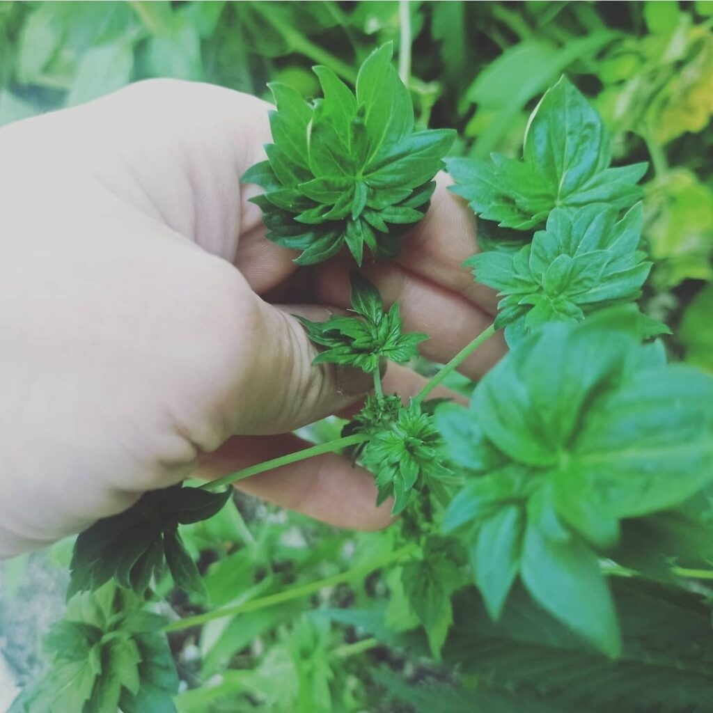 Freakshow x Subterfuge (Australian Bastard Cannabis) – Kwik Seeds