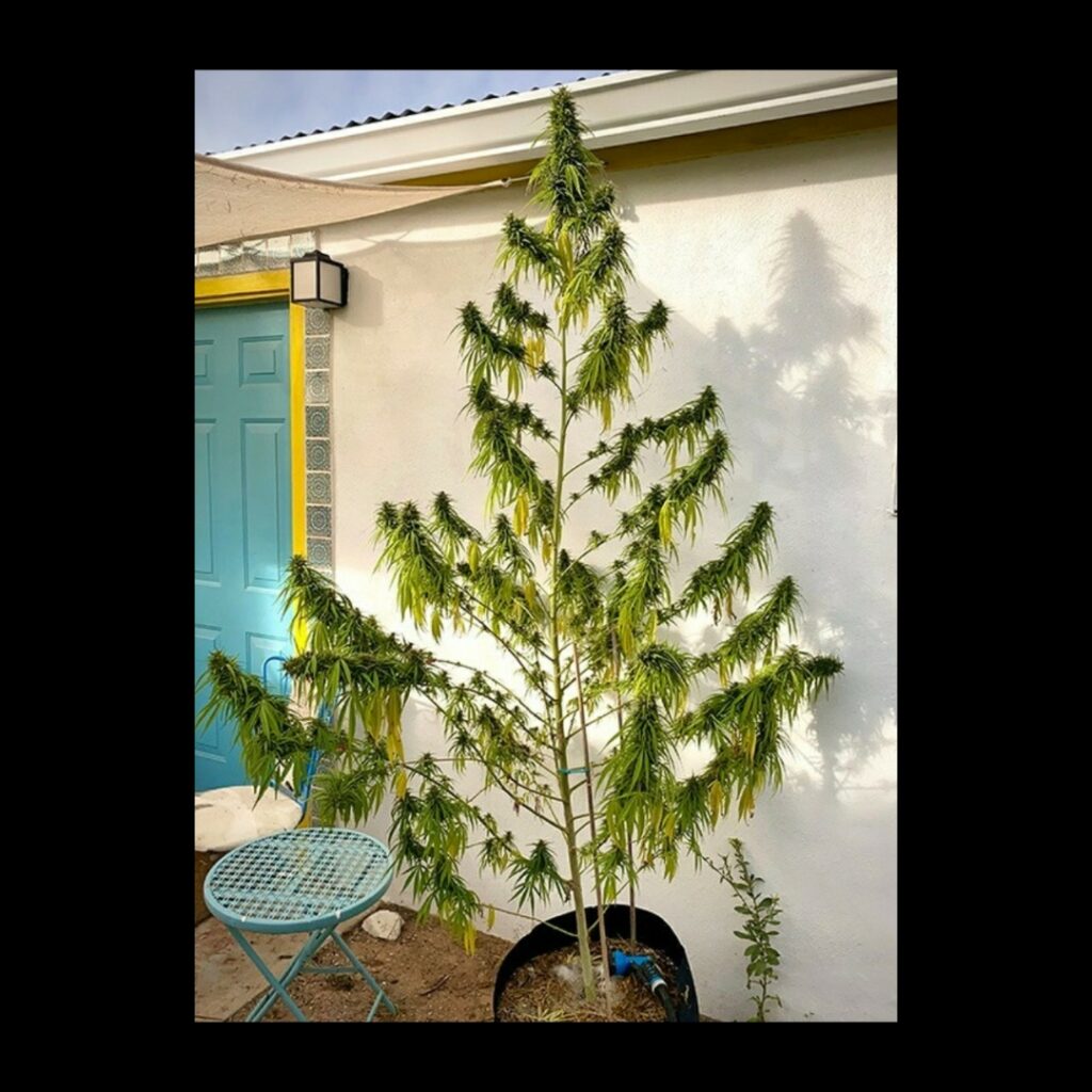 Landrace – Kwik Seeds