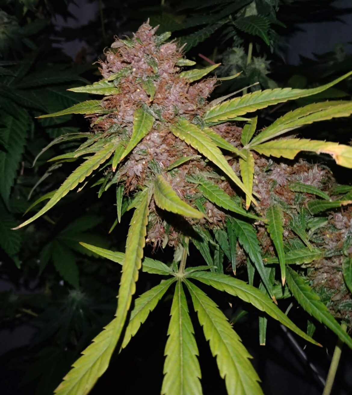 Skunk Special 90 x Skunk No. 1 (Fem) – Kwik Seeds