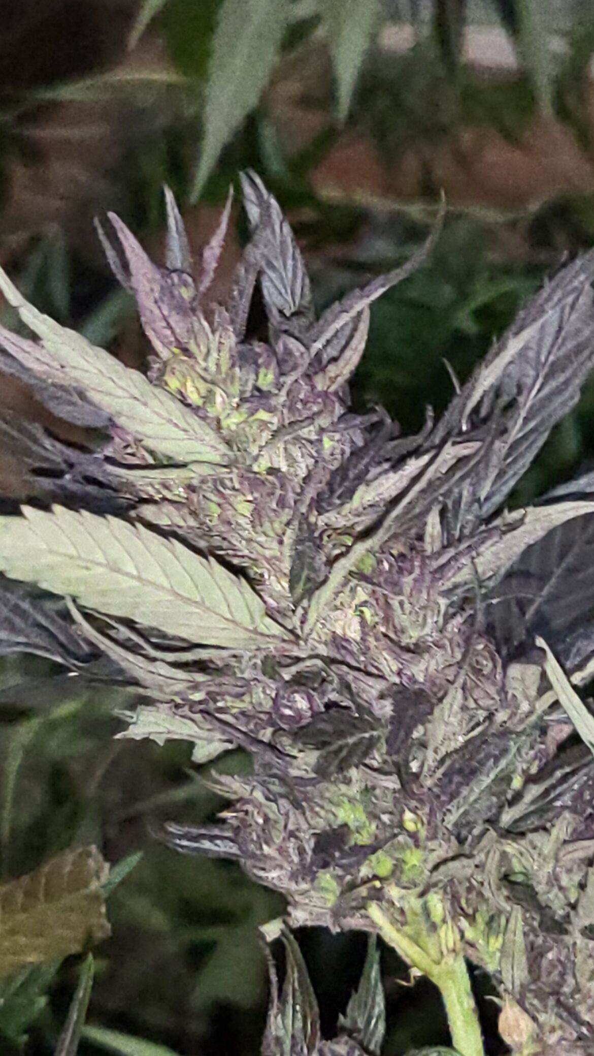 Hunza cannabis landrace 2 – Kwik Seeds