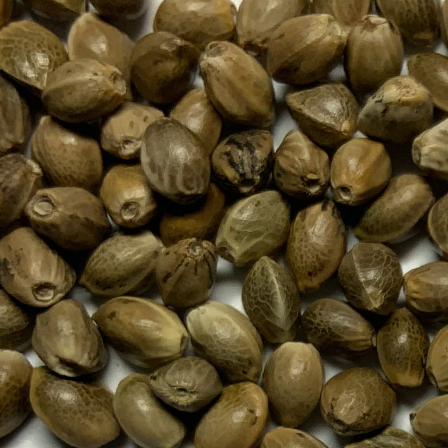 Nangarhar – Kwik Seeds