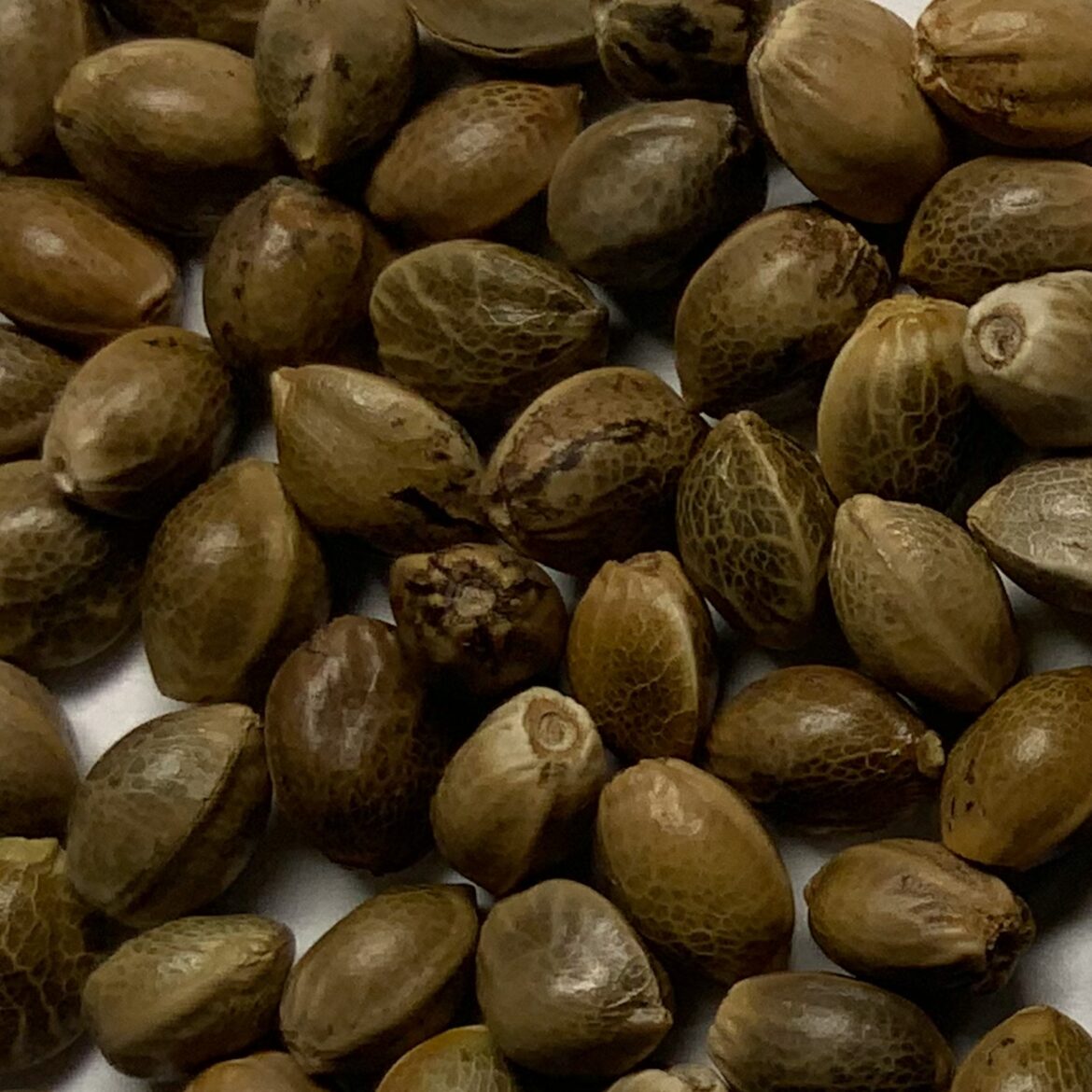 Indica – Page 2 – Kwik Seeds