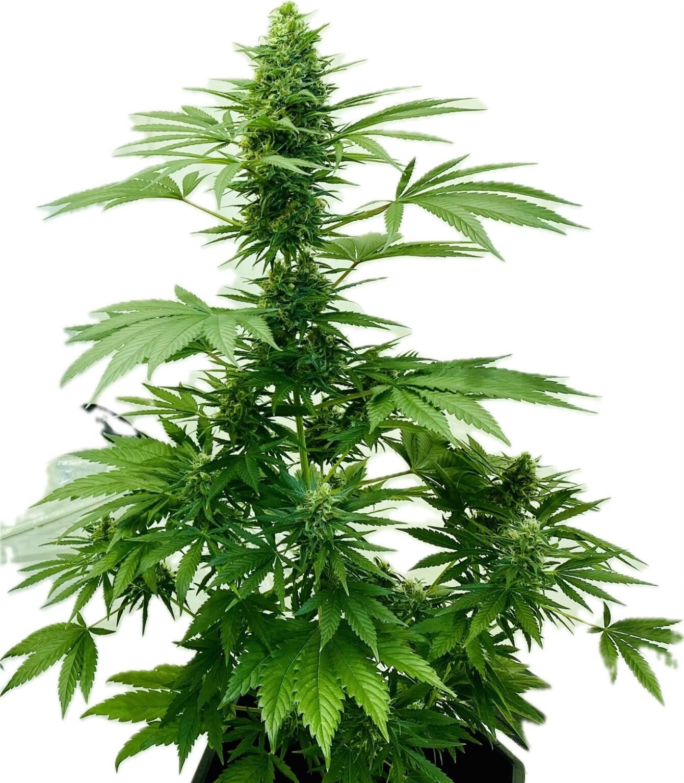 Old-school Cannabis Heirlooms from the ’80s and ’90s – Kwik Seeds